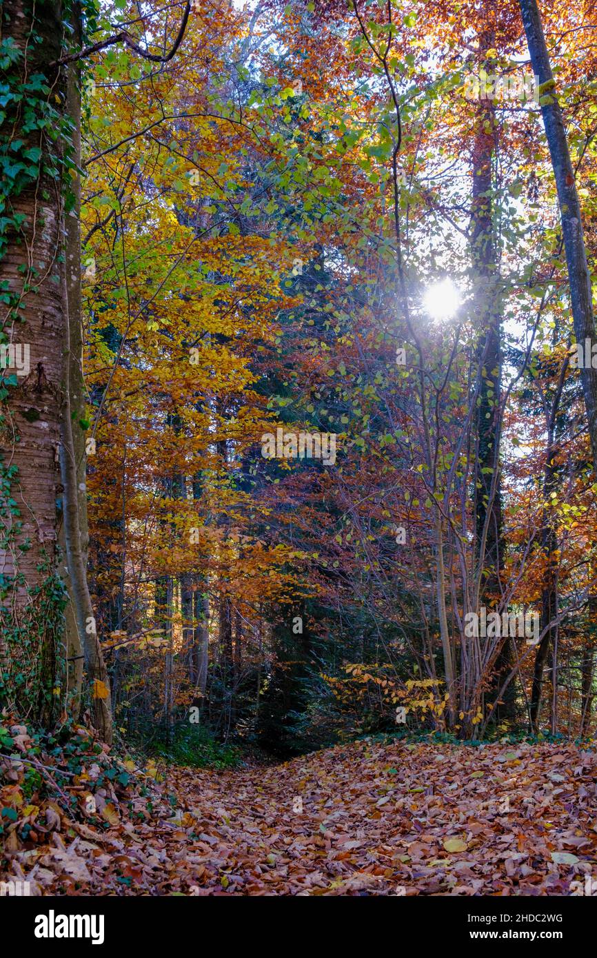 Autumn, forest, deciduous forest, Bad Heilbrunn, Upper Bavaria, Bavaria ...