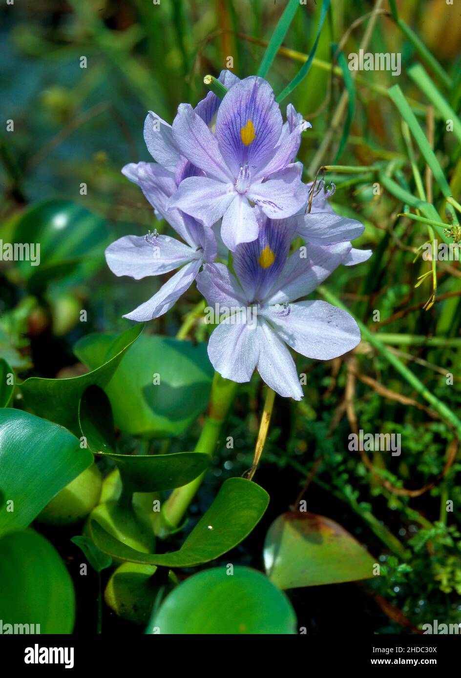 Common water hyacinth (Eichhornia crassipes Stock Photo - Alamy