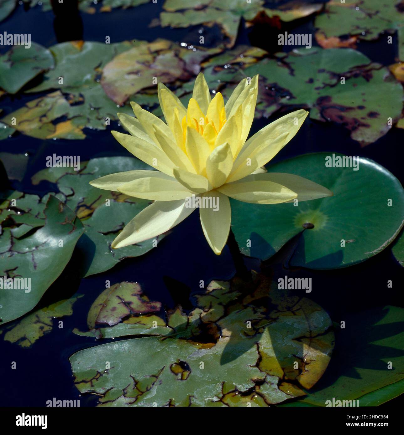 Water lily (Nymphaea) Hybrid Sunrise Stock Photo - Alamy