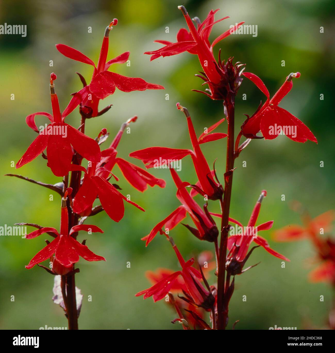 Cardinal lobelia, Lobelia cardinalis, Lobelia fulgens Stock Photo - Alamy
