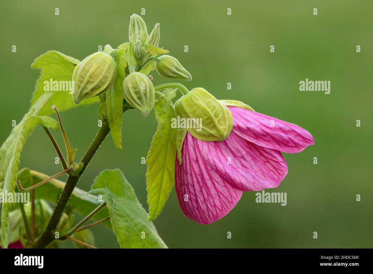 Bell mallow Abutilon Abutilon x hybridum Flower Bloom Ellerstadt ...