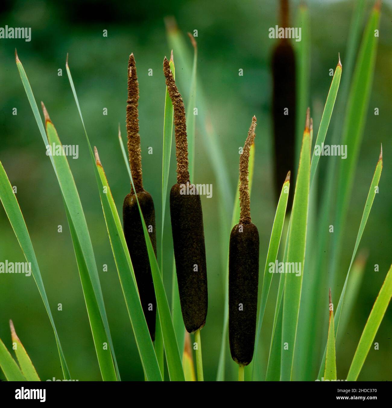 Cattail, bulrush (Typha latifolia) Reed plant Stock Photo - Alamy