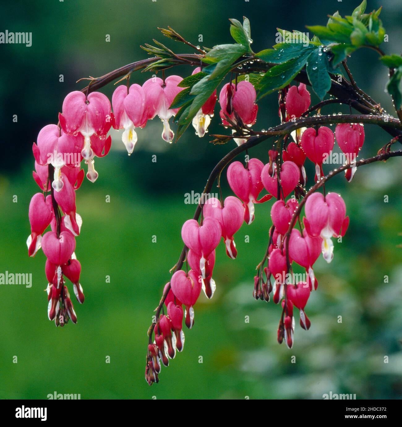 Watering heart, bleeding-heart (Dicentra), Watering heart, heart flower ...
