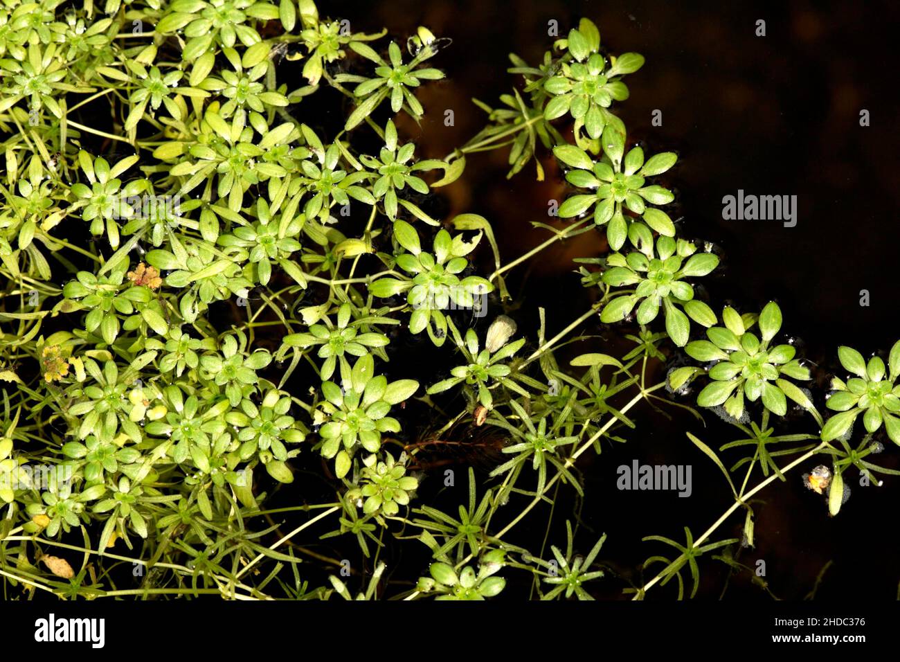 Common water-starwort Callitriche palustris leaves leaves in water in ...