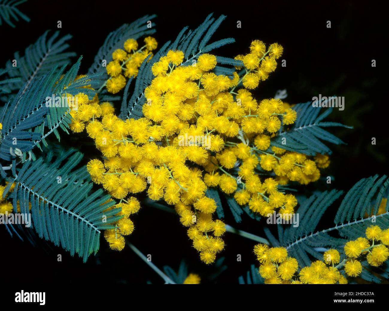Silver wattle hi-res stock photography and images - Alamy