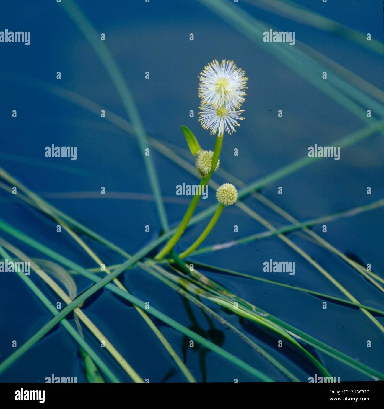 Hedgehog mace, simplestem bur-reed (Sparganium erectum), Sparganium ...