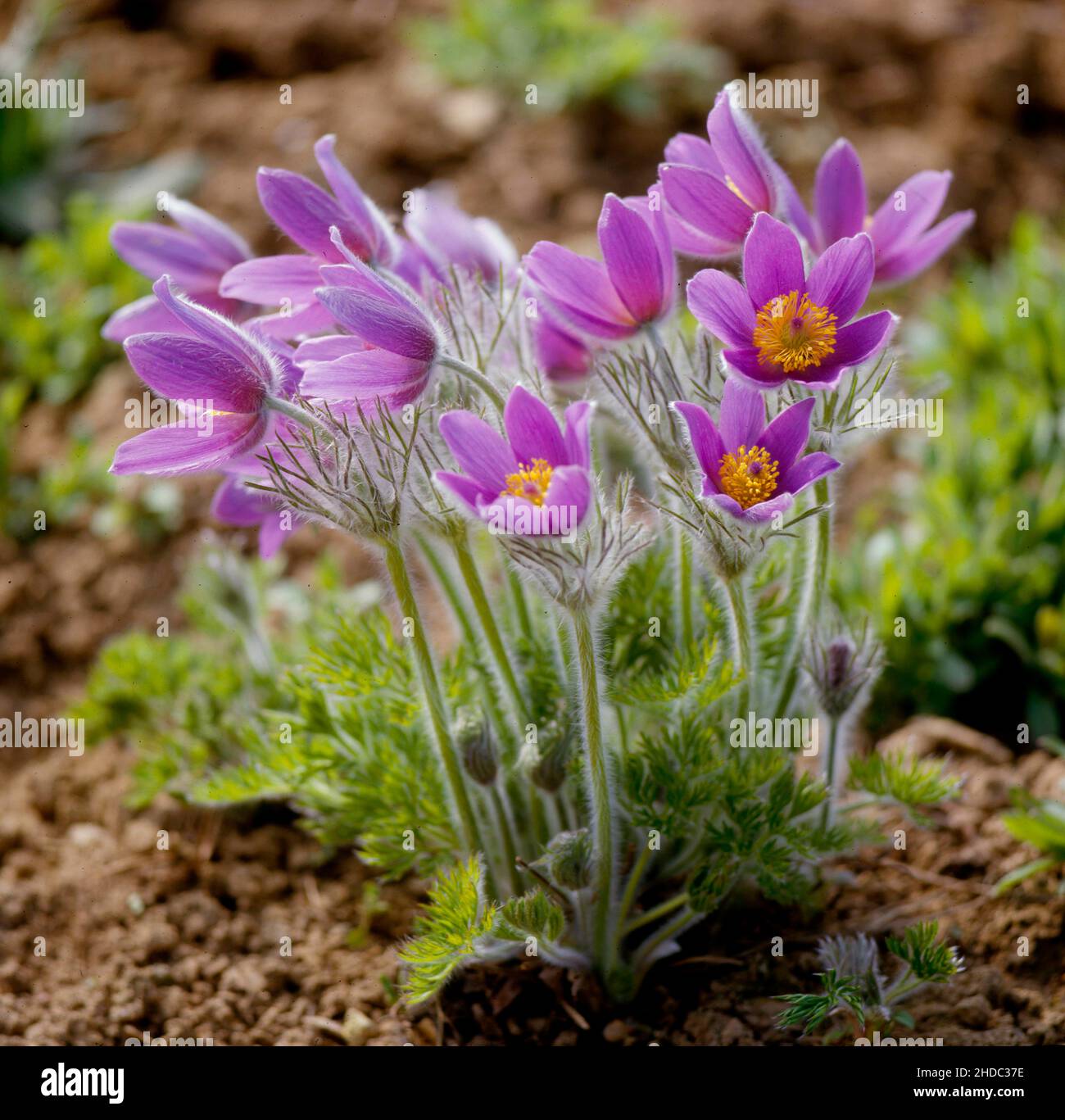 Culinary bell, cow's bell pasque flower (Pulsatilla vulgaris), Culinary ...