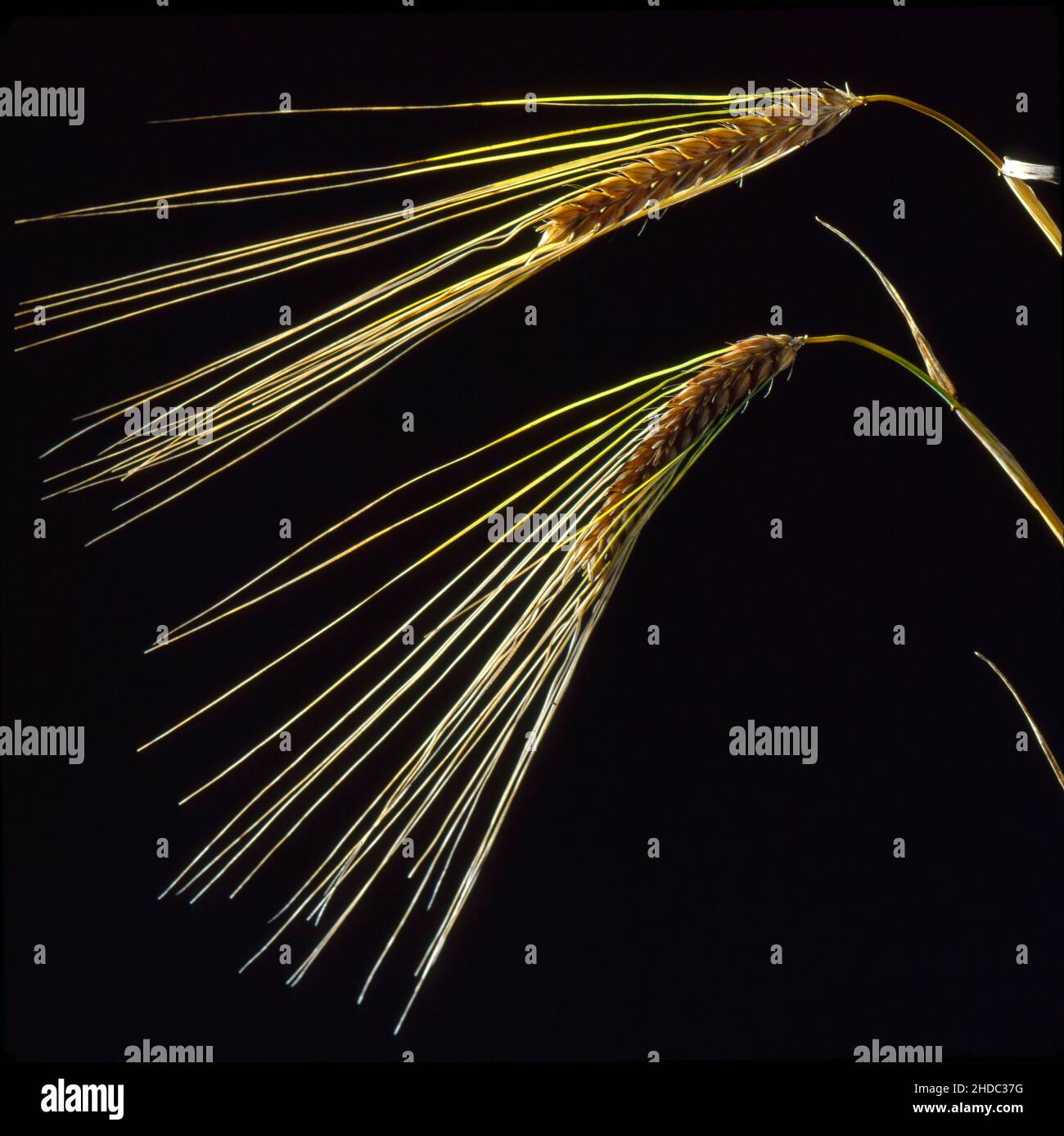 Ear, barley, inflorescence, Ear, barley, flower state Stock Photo - Alamy