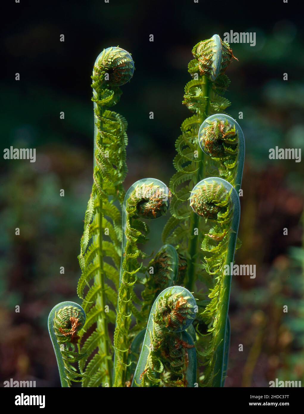 Bracken (Pteridium aquilinum), Bracken Pteridium aquilinum Stock Photo ...