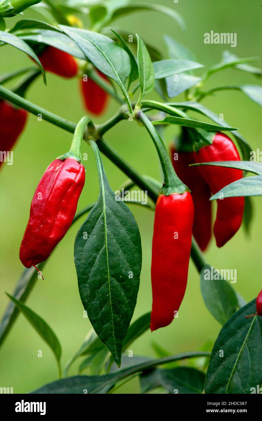 Piri Piri pod Hot Chili (Capsicum) annuum fruit fruit Deutrschland ...