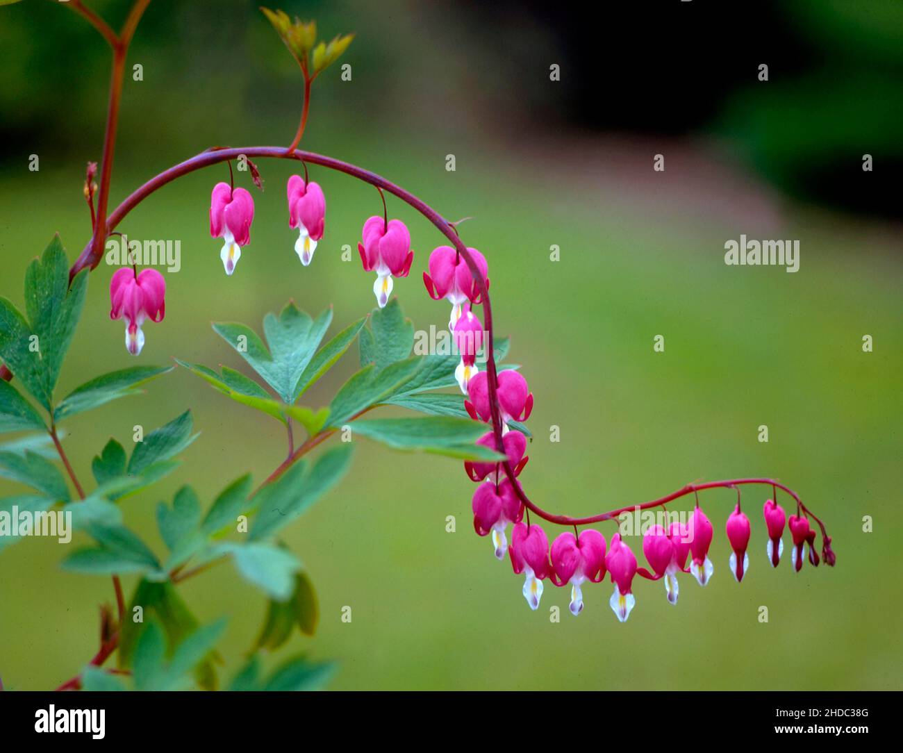 Watering heart, bleeding-heart (Dicentra), Watering heart, heart flower ...
