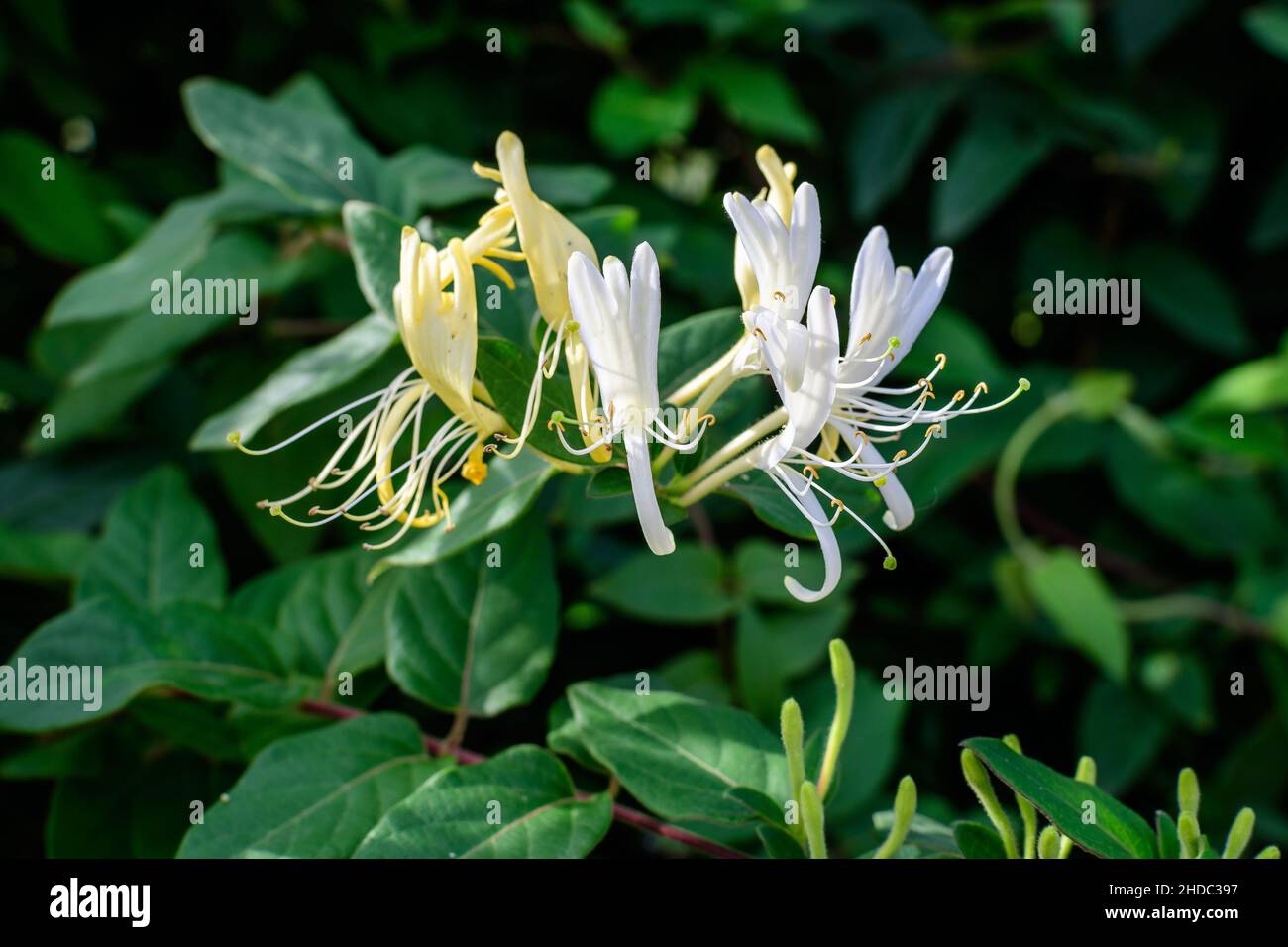 Roses honeysuckle hi-res stock photography and images - Alamy