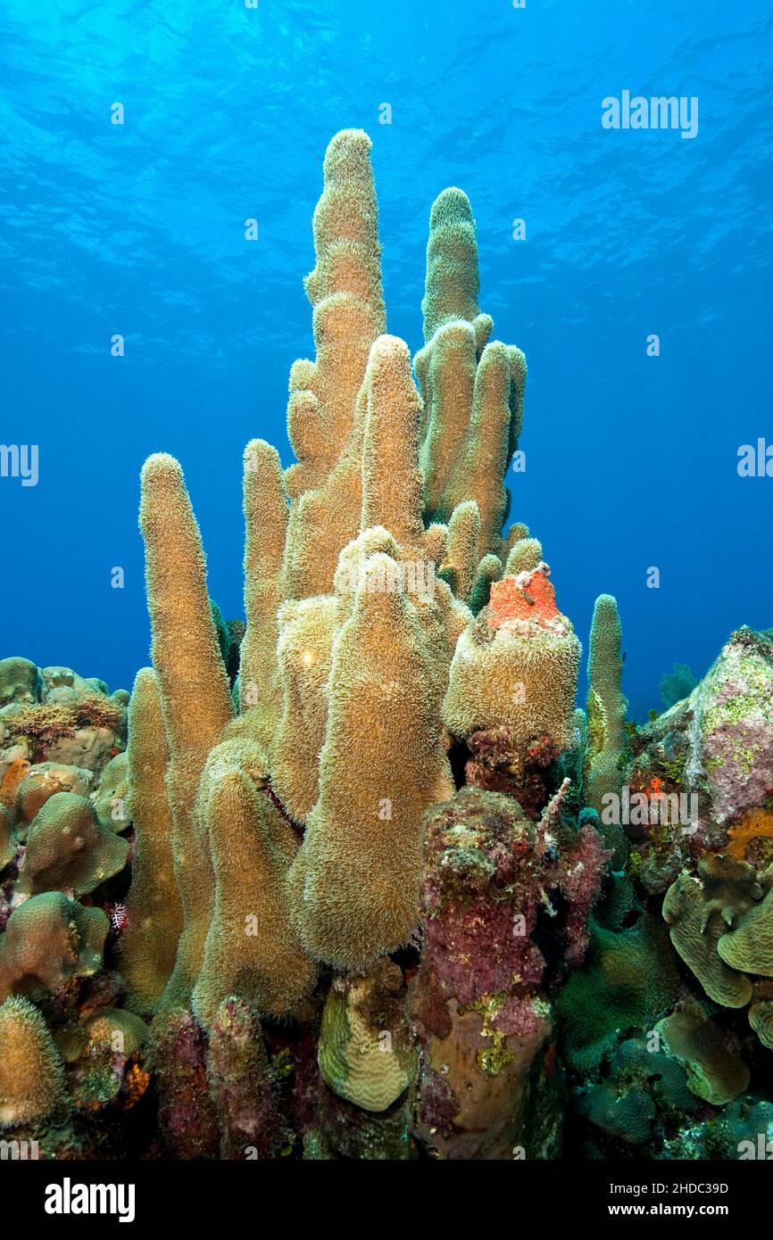 Pillar coral (Dendrogyra cylindrus) filters plankton from ocean ...
