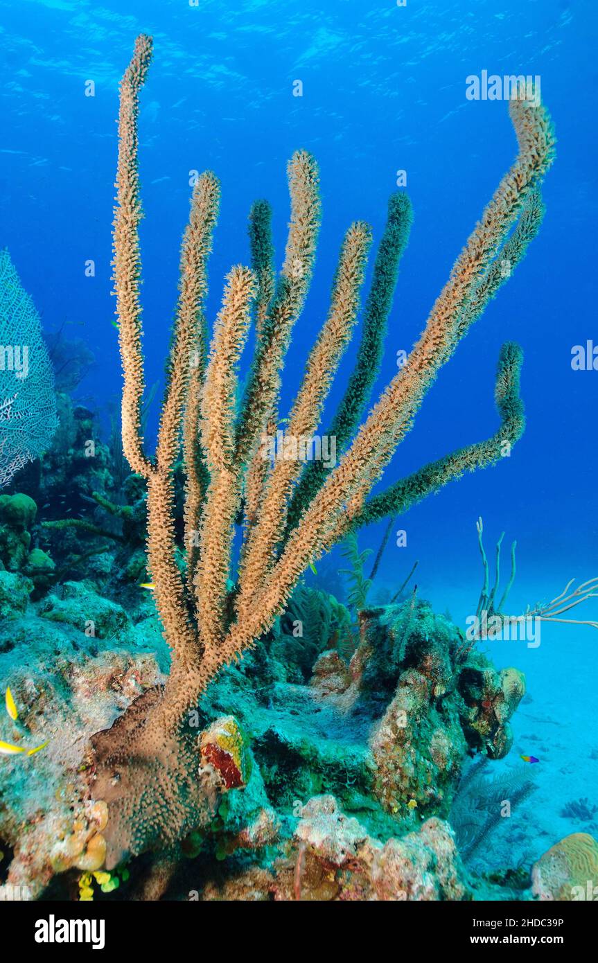 Caribbean horn coral (Eunicea mammosa) filters plankton from ocean ...