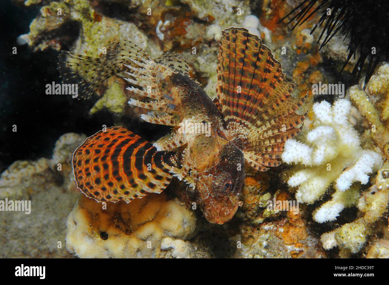Hawaiian lionfish (Dendrochirus Brachypterus) spreads pectoral fins ...