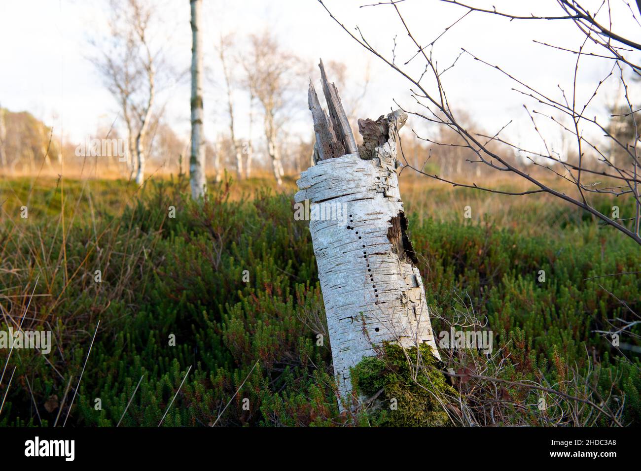 Mohlberger Dose, rewetted and renaturalised area, tree stump of dead ...