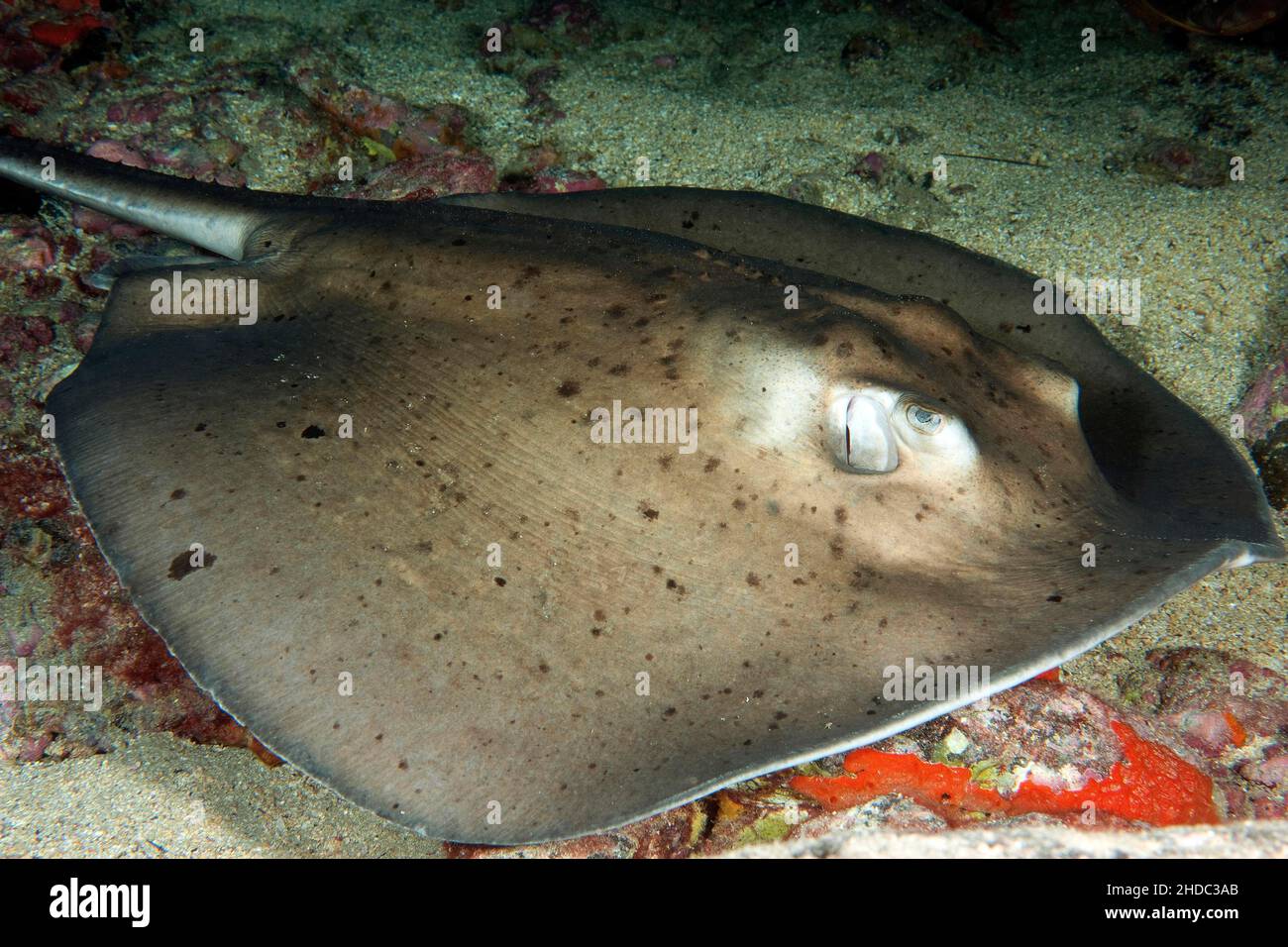 Atlantic stingray hi-res stock photography and images - Alamy
