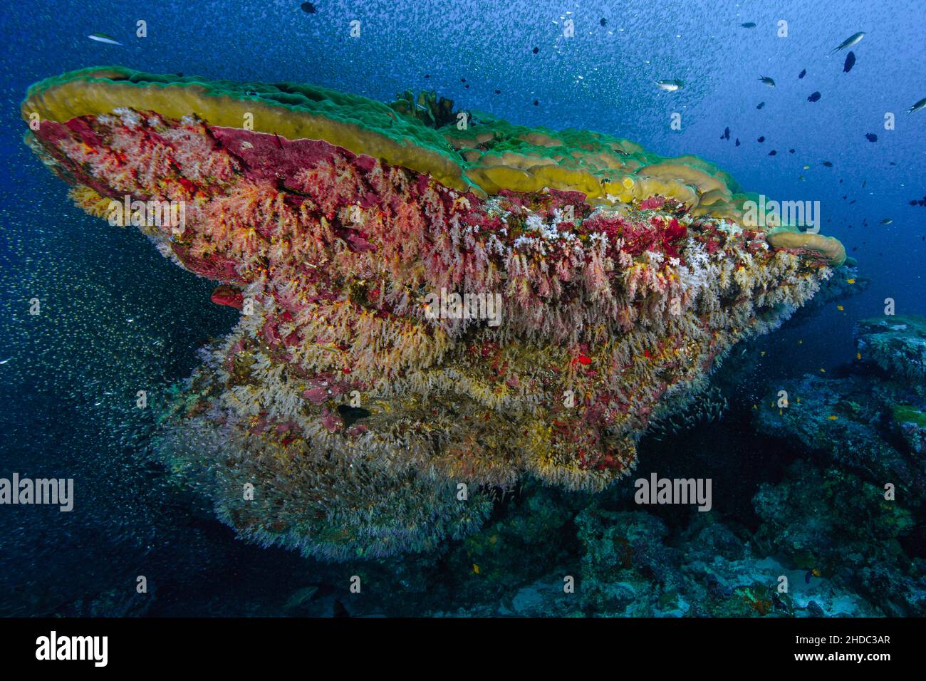 Coral block of mountain coral (Porites lutea) is covered by soft corals ...