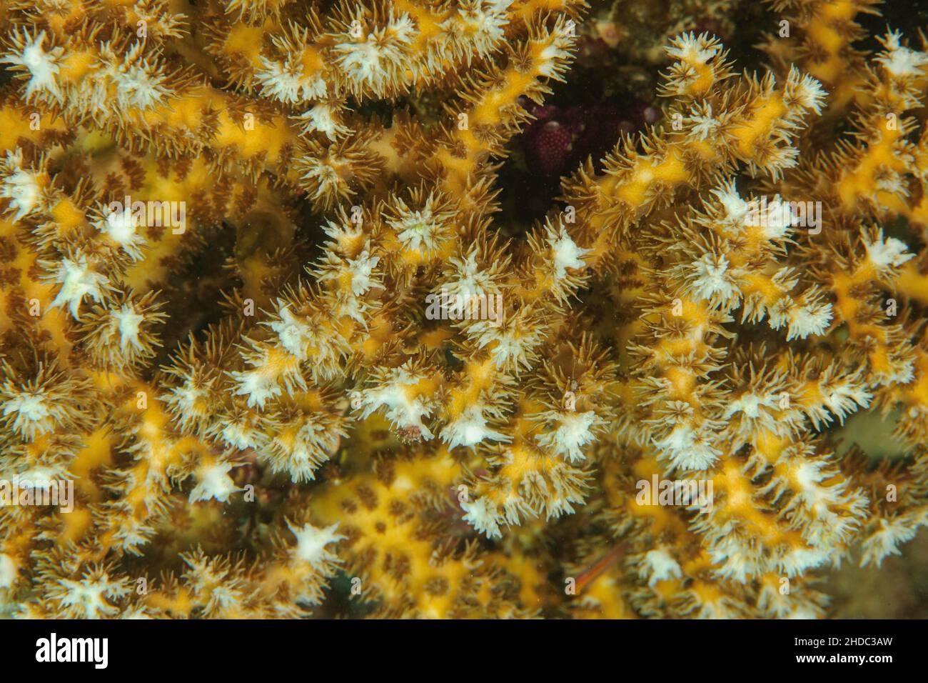 Small polyps hi-res stock photography and images - Alamy