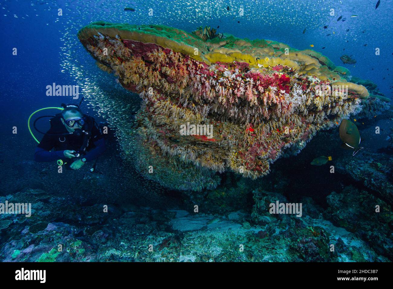 Diver swimming next to coral block of mountain coral (Porites lutea) is ...