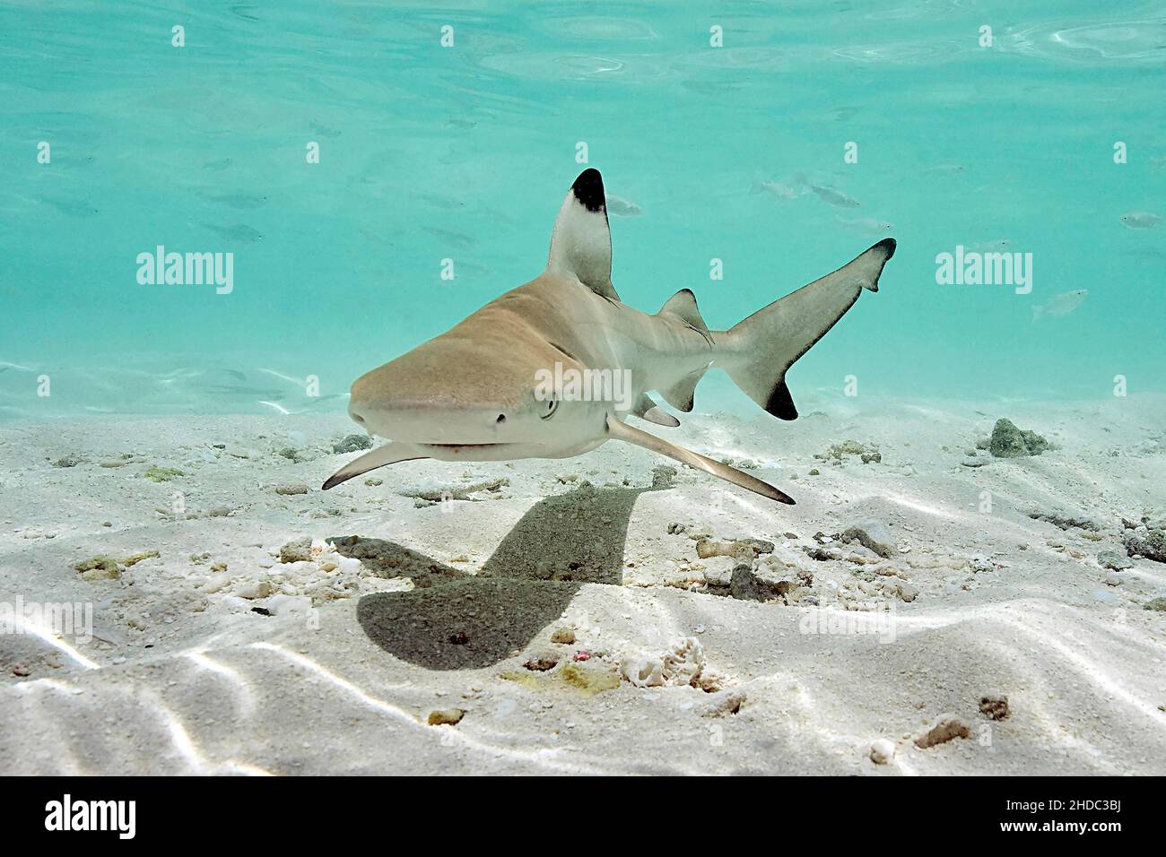 Reef shark swimming in shallow hi-res stock photography and images - Alamy