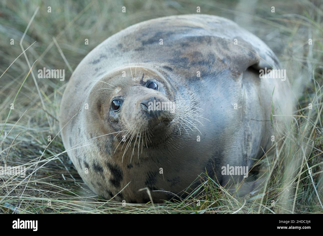 Seal, Donna Nook, Lincolnshire Stock Photo - Alamy