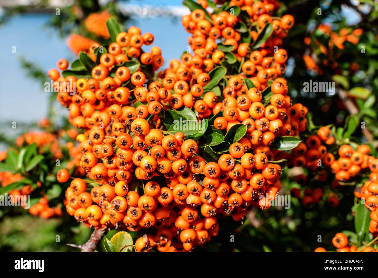 Pyracantha hedge in flower hi-res stock photography and images - Alamy