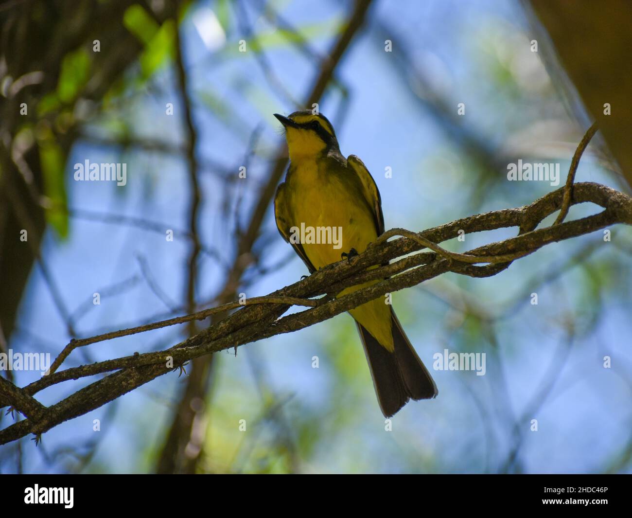 yellow-browed tyrant (Satrapa icterophrys) perched in a tree, seen in ...