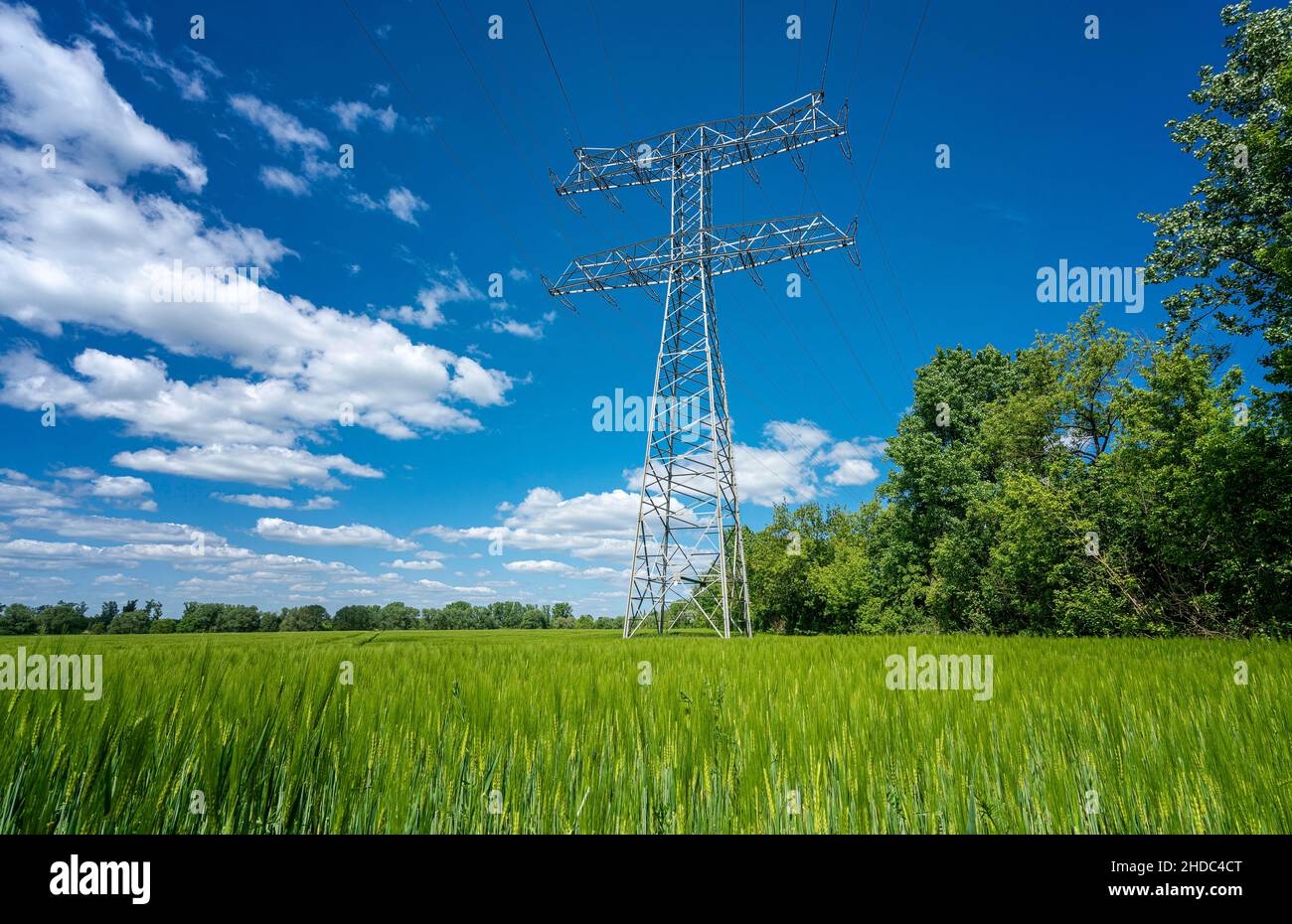 Electric pylon in a cornfield, Berlin, Germany Stock Photo - Alamy