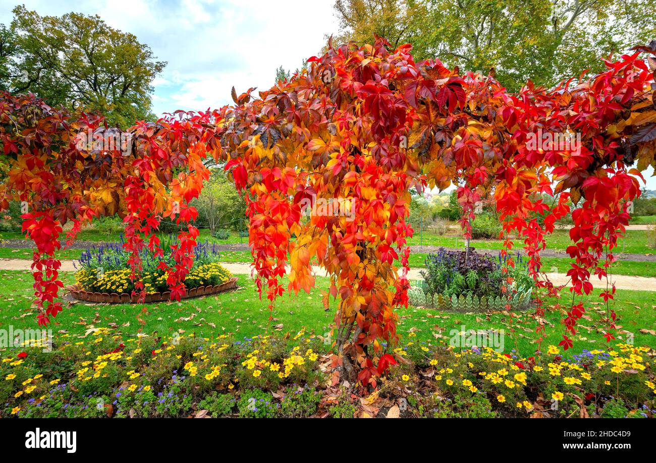 Autumn coloured ivy in the park, Berlin, Germany, Europe Stock Photo ...