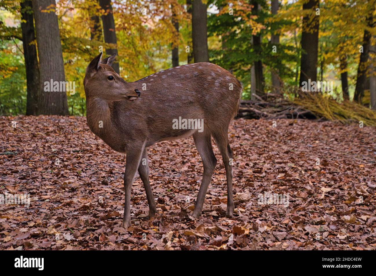 Red deer with beautiful antlers in the forest Stock Photo - Alamy