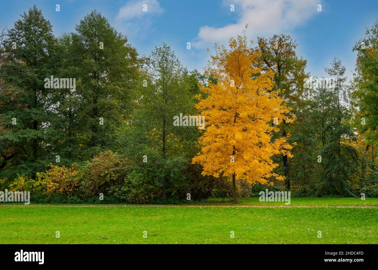 Autumn coloured tree in the park, Berlin, Germany, Europe Stock Photo ...