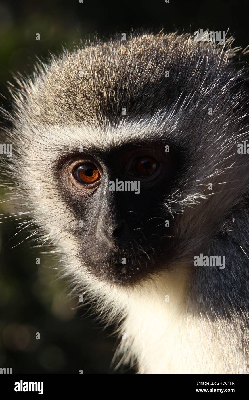 South african monkey hi-res stock photography and images - Alamy