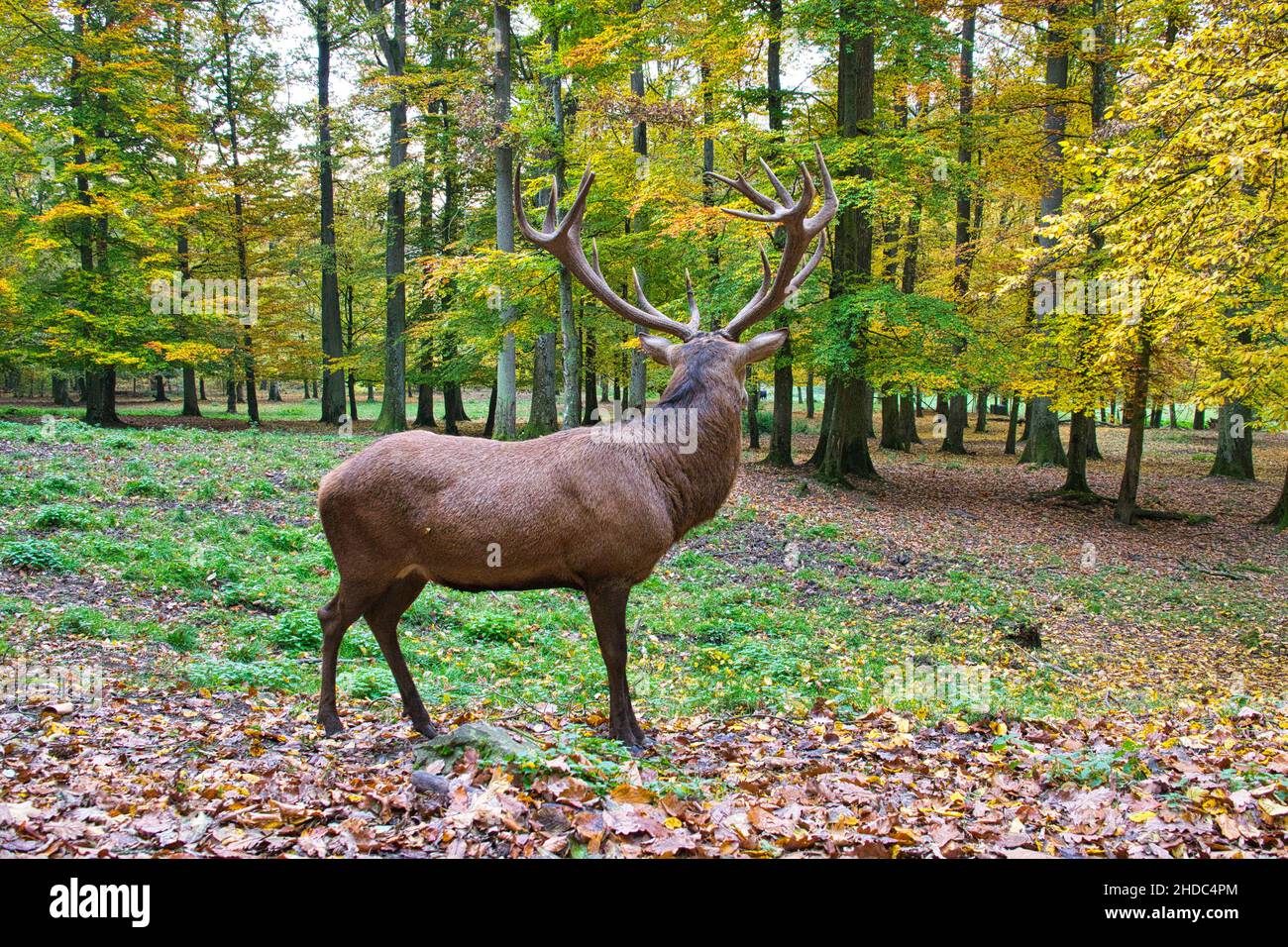 Red deer with beautiful antlers in the forest Stock Photo - Alamy