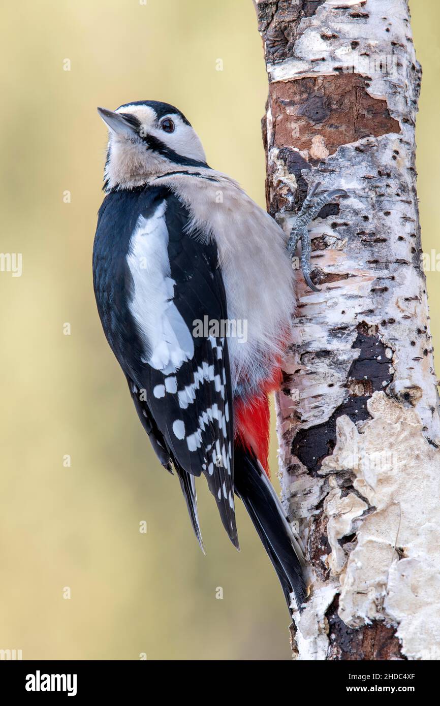 Great spotted woodpecker (Picoides major), sitting on a tree trunk ...