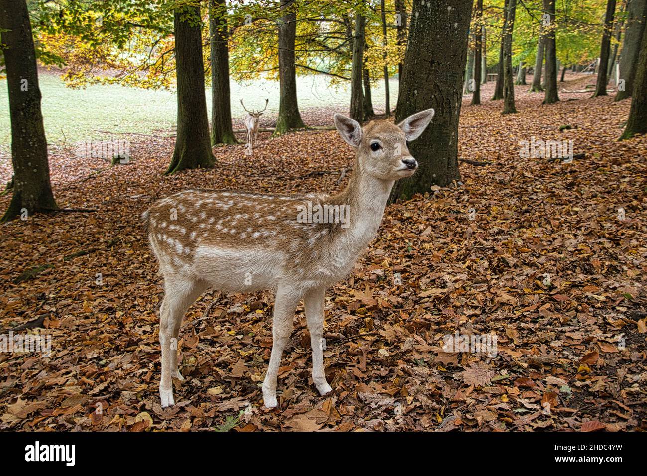 Red deer with beautiful antlers in the forest Stock Photo - Alamy