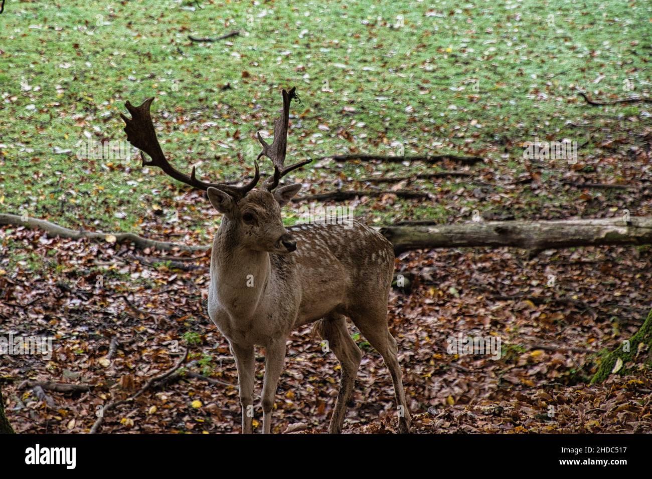 Red deer with beautiful antlers in the forest Stock Photo - Alamy