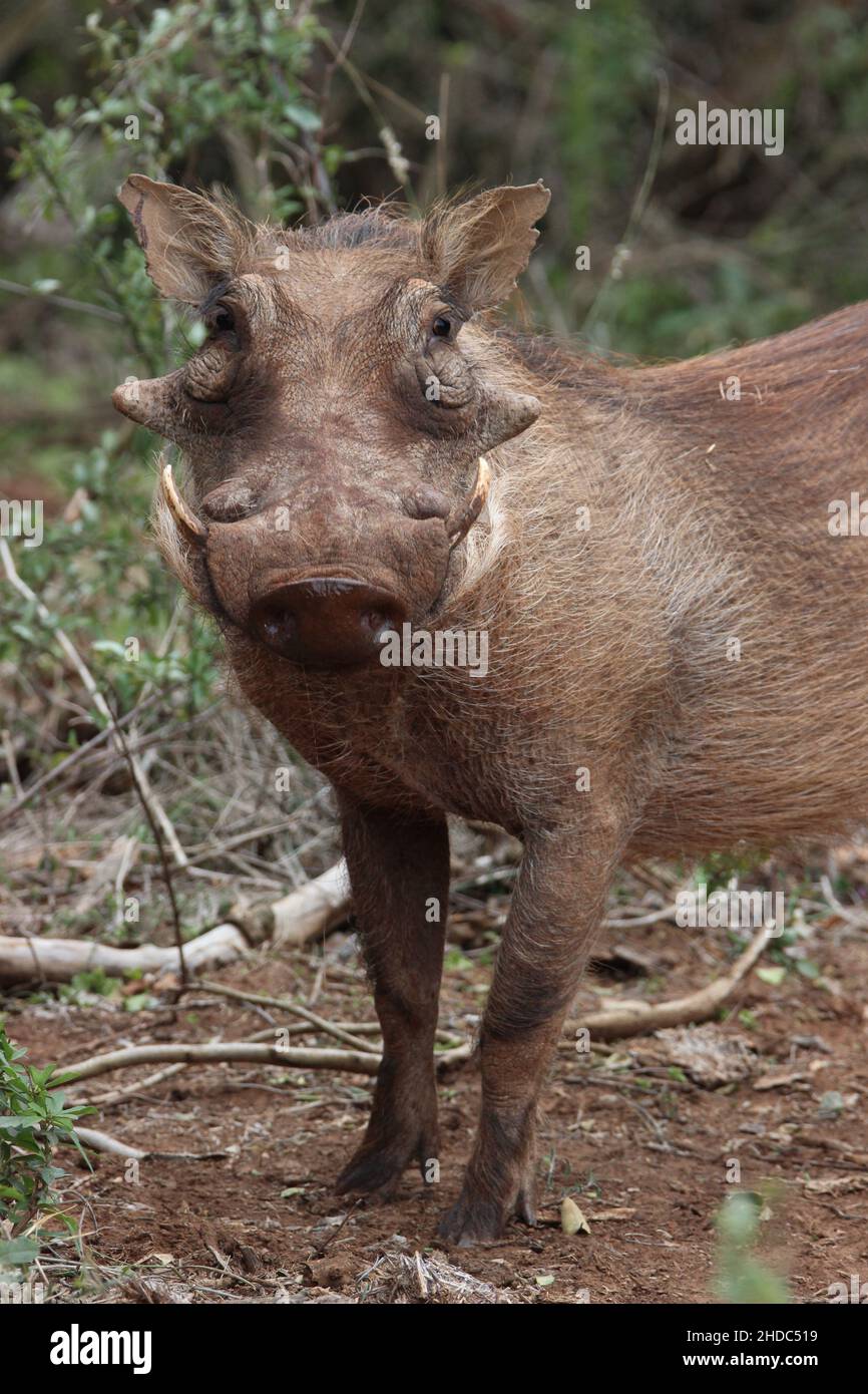Warthog wild hi-res stock photography and images - Alamy