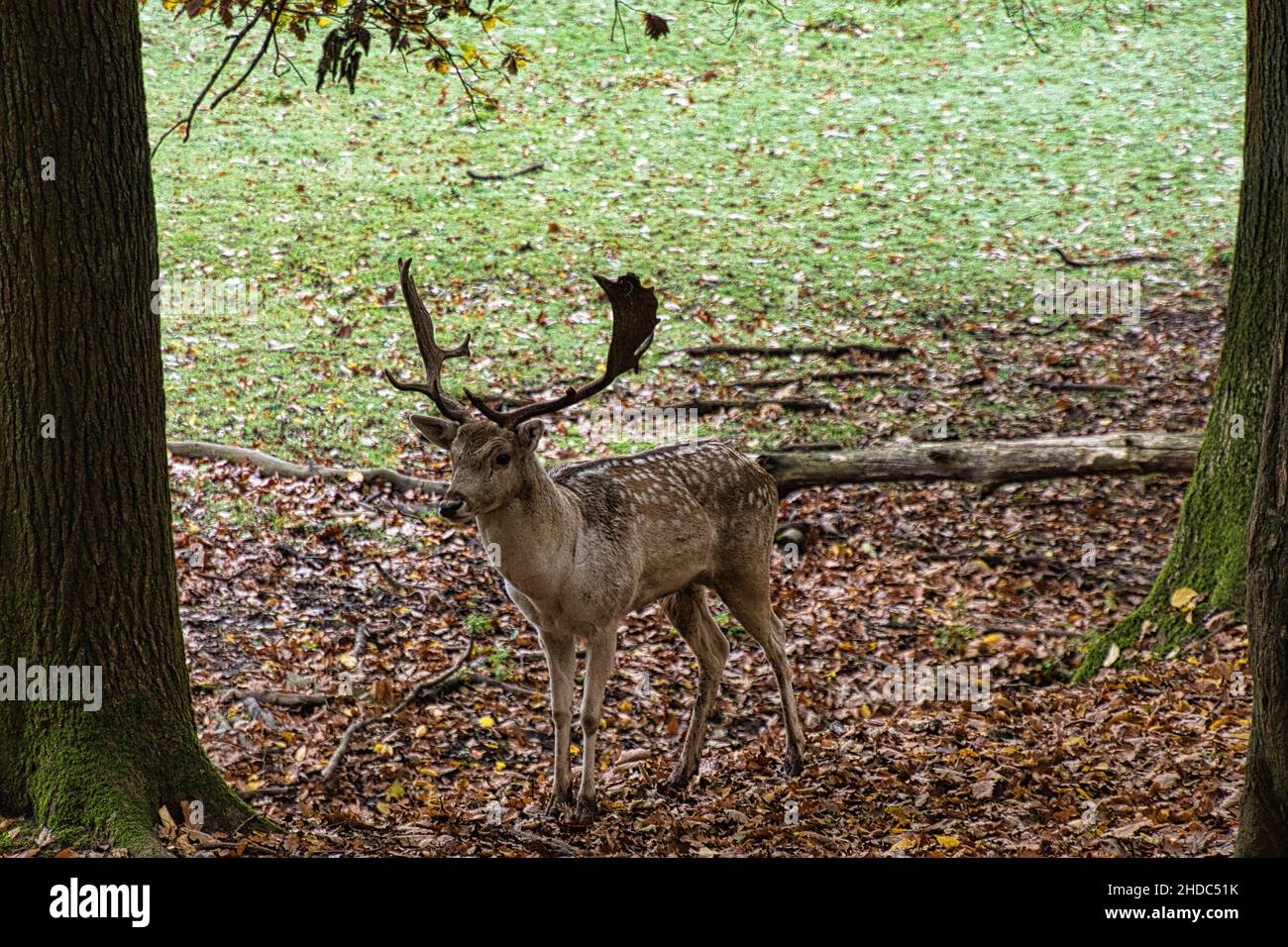 Red deer with beautiful antlers in the forest Stock Photo - Alamy