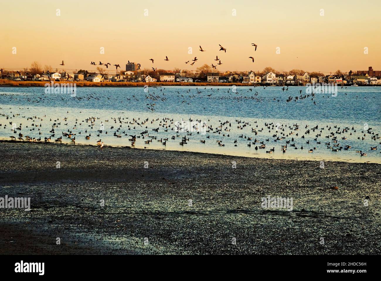 Large Brant geese flock at Jamaica Bay with Broad channel backdrop ...