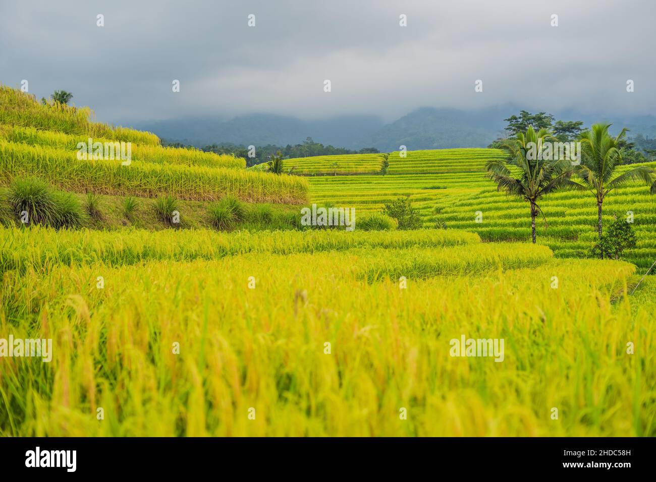 Beautiful Jatiluwih Rice Terraces against the background of famous ...