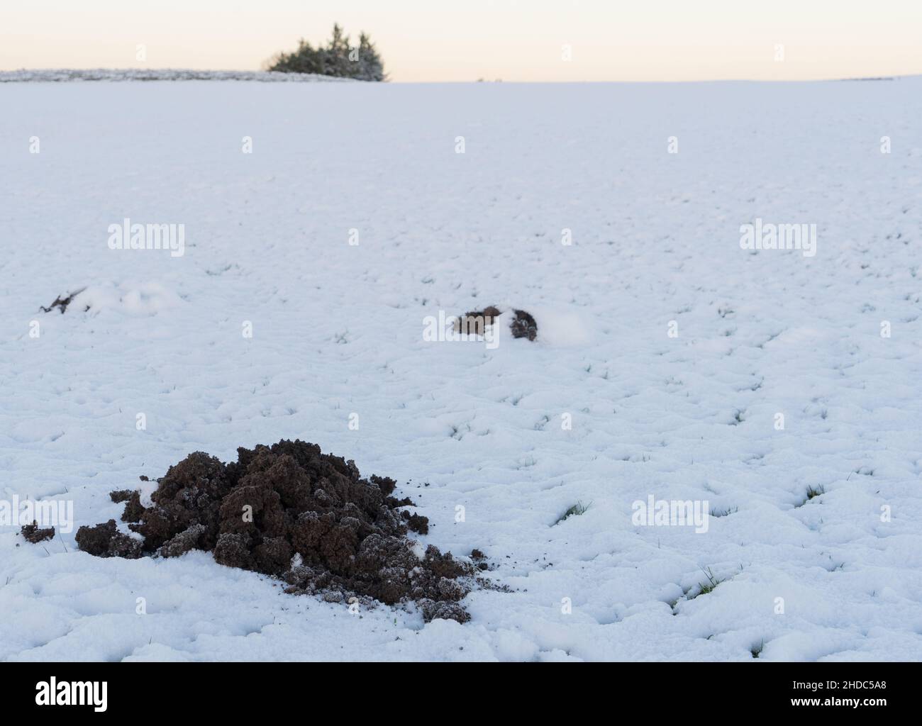 Mole heap winter hi-res stock photography and images - Alamy