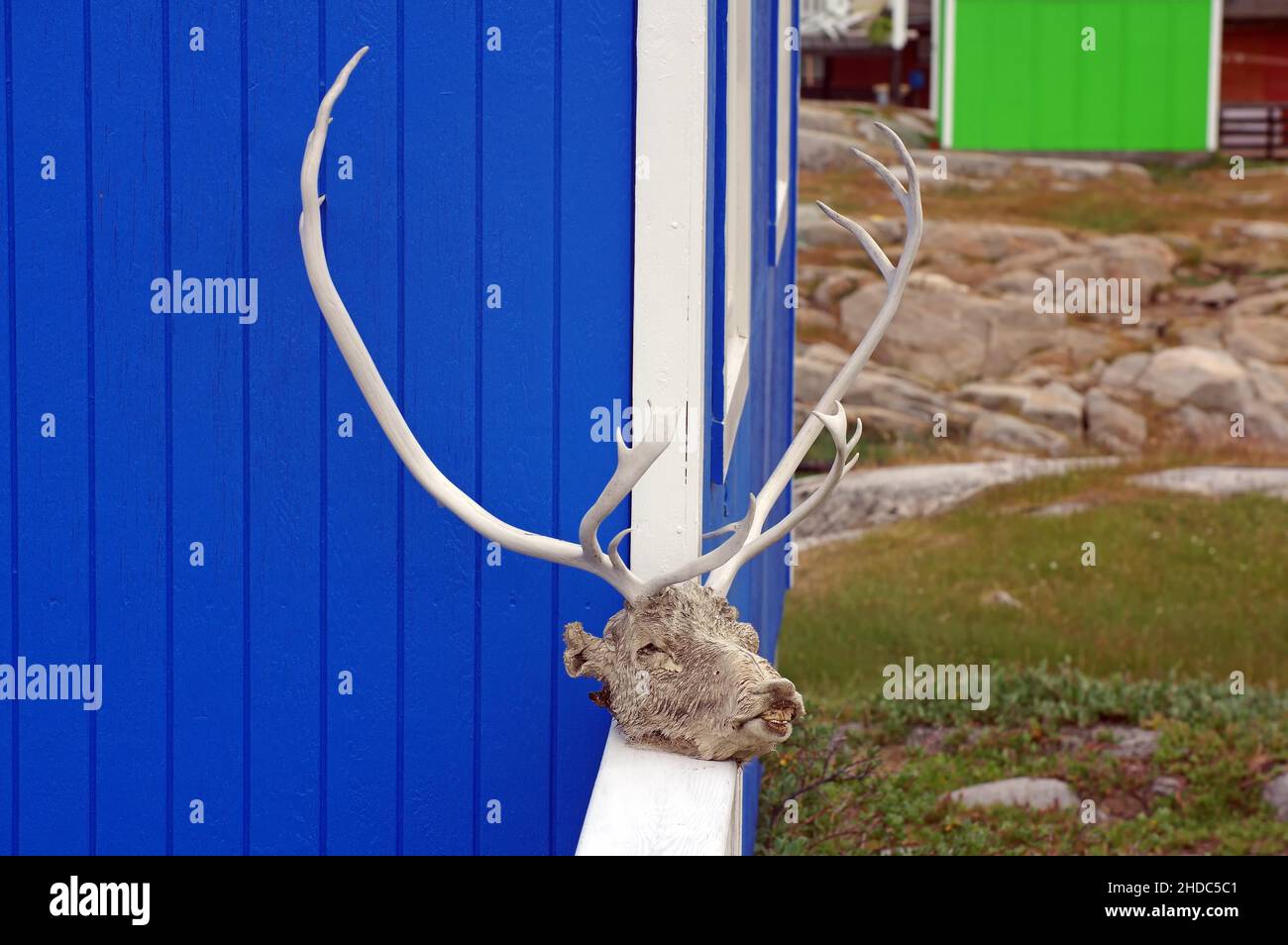 Dried head of a hunted reindeer on a house wall, Disko Island ...