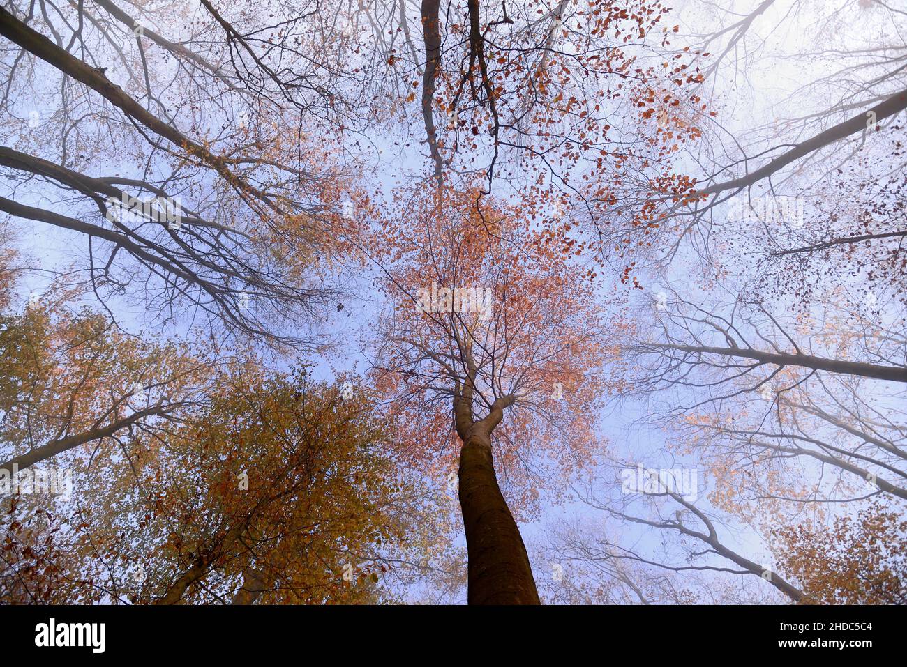 Common beeches (Fagus sylvatica), view into the treetops, veil of mist ...