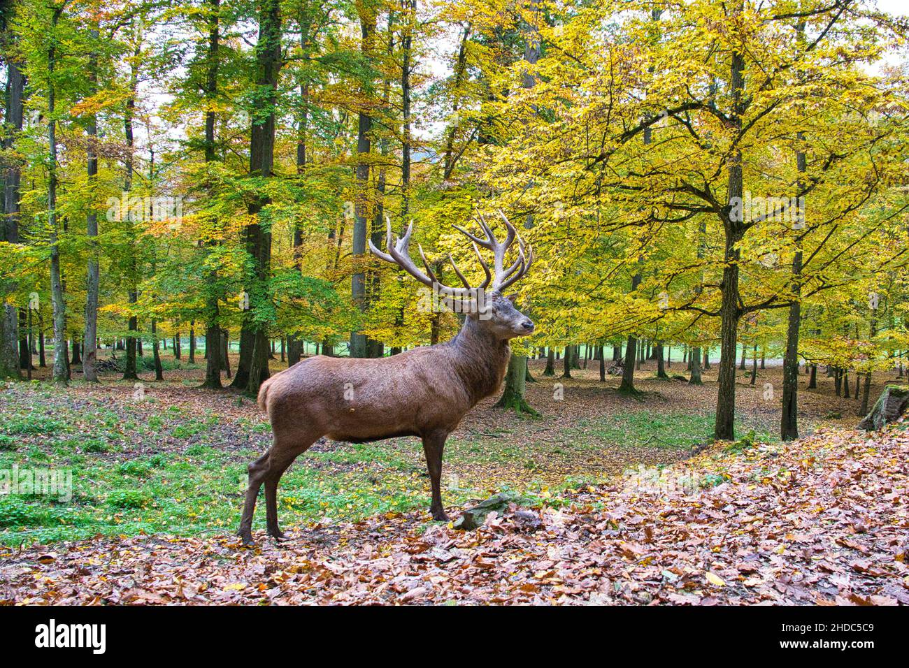 Red deer with beautiful antlers in the forest Stock Photo - Alamy