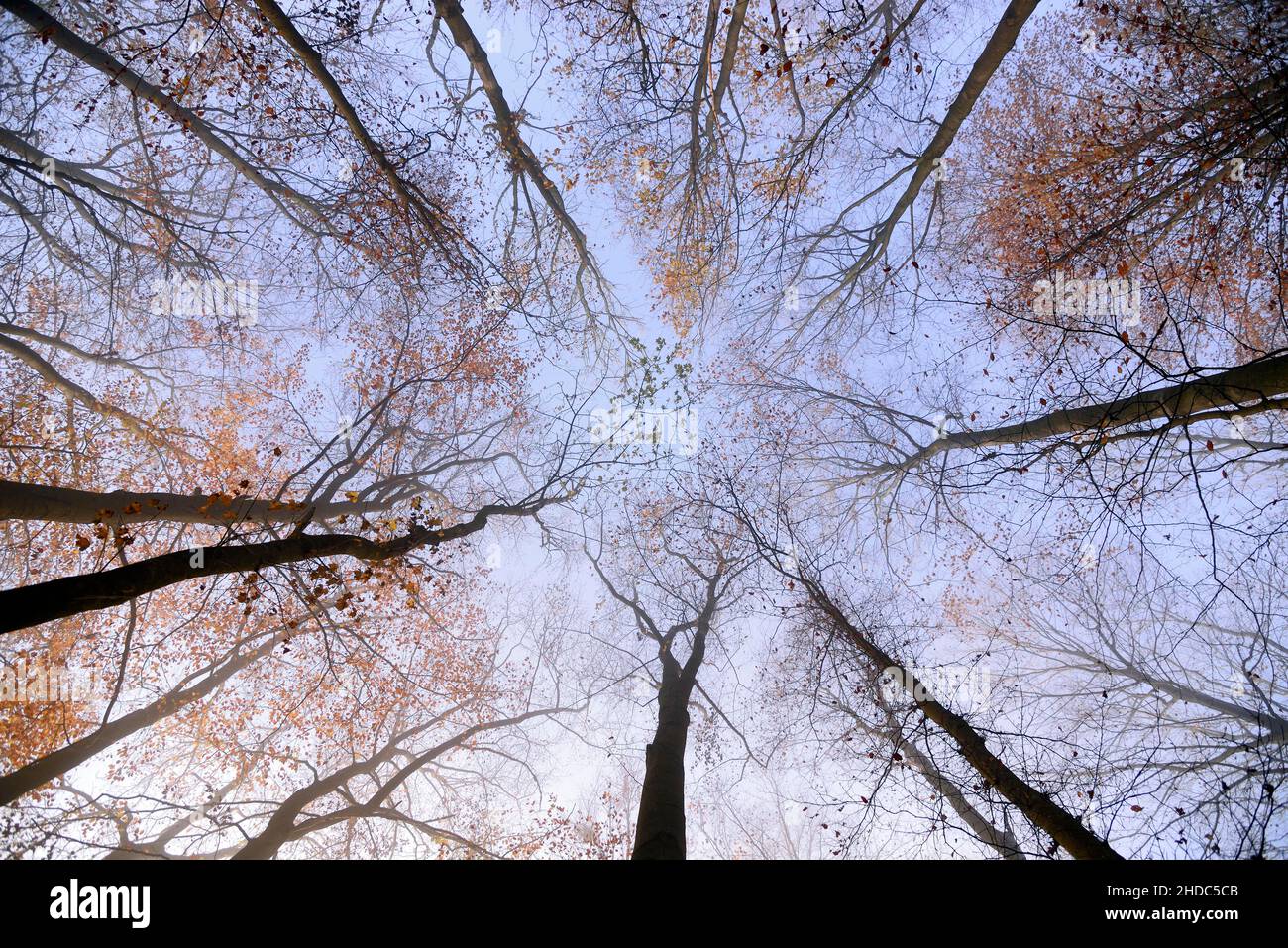 Common beeches (Fagus sylvatica), view into the treetops, veil of mist ...
