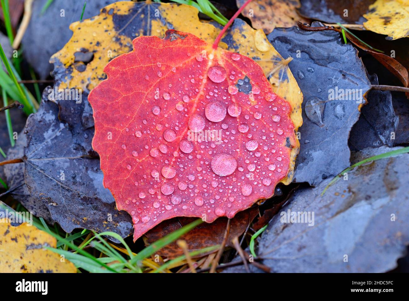 Aspen (Populus tremula), trembling poplar, autumn leaves with raindrops ...
