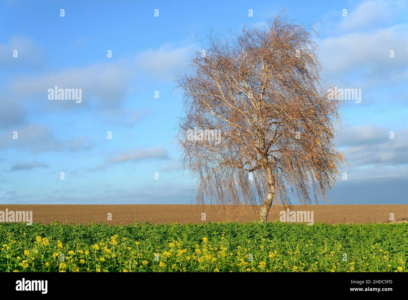 Mustard tree hi-res stock photography and images - Alamy