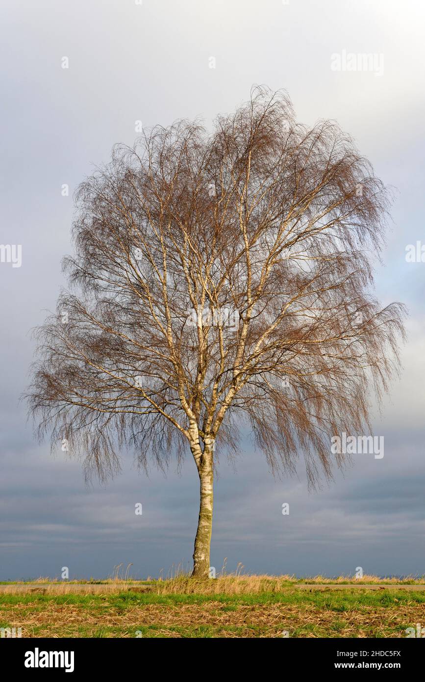 Birch (Betula), solitary tree in autumn, dramatic cloudy sky, North ...
