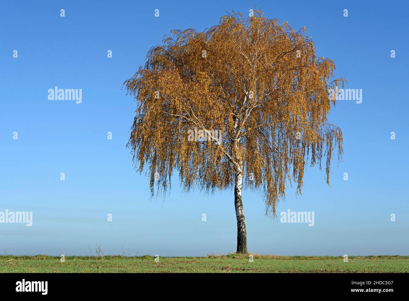 Birch (Betula), solitary tree with autumn leaves, blue sky, North Rhine ...